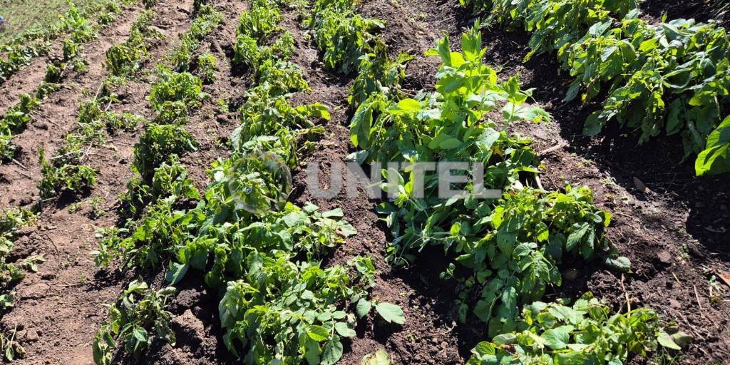 Por nevadas se registran pérdidas de sembradíos de papa en los valles ...