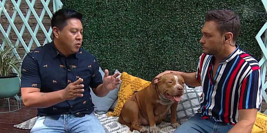 ¡Atención! Estos son los cuidados que debe tener una perrita que está ...