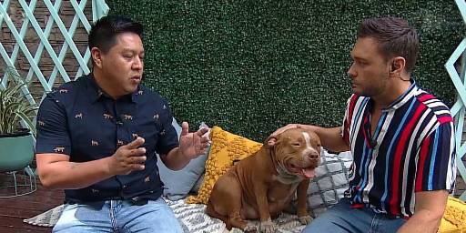 ¡Atención! Estos son los cuidados que debe tener una perrita que está ...