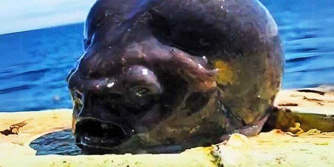 El ‘pez alíen’, el extraño hallazgo que sorprende en Rusia